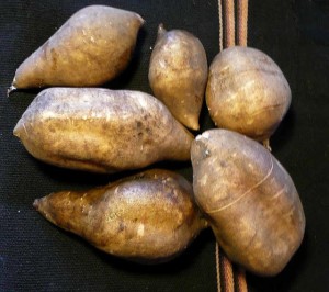 Andean Tuber Crops » Sacred Succulents