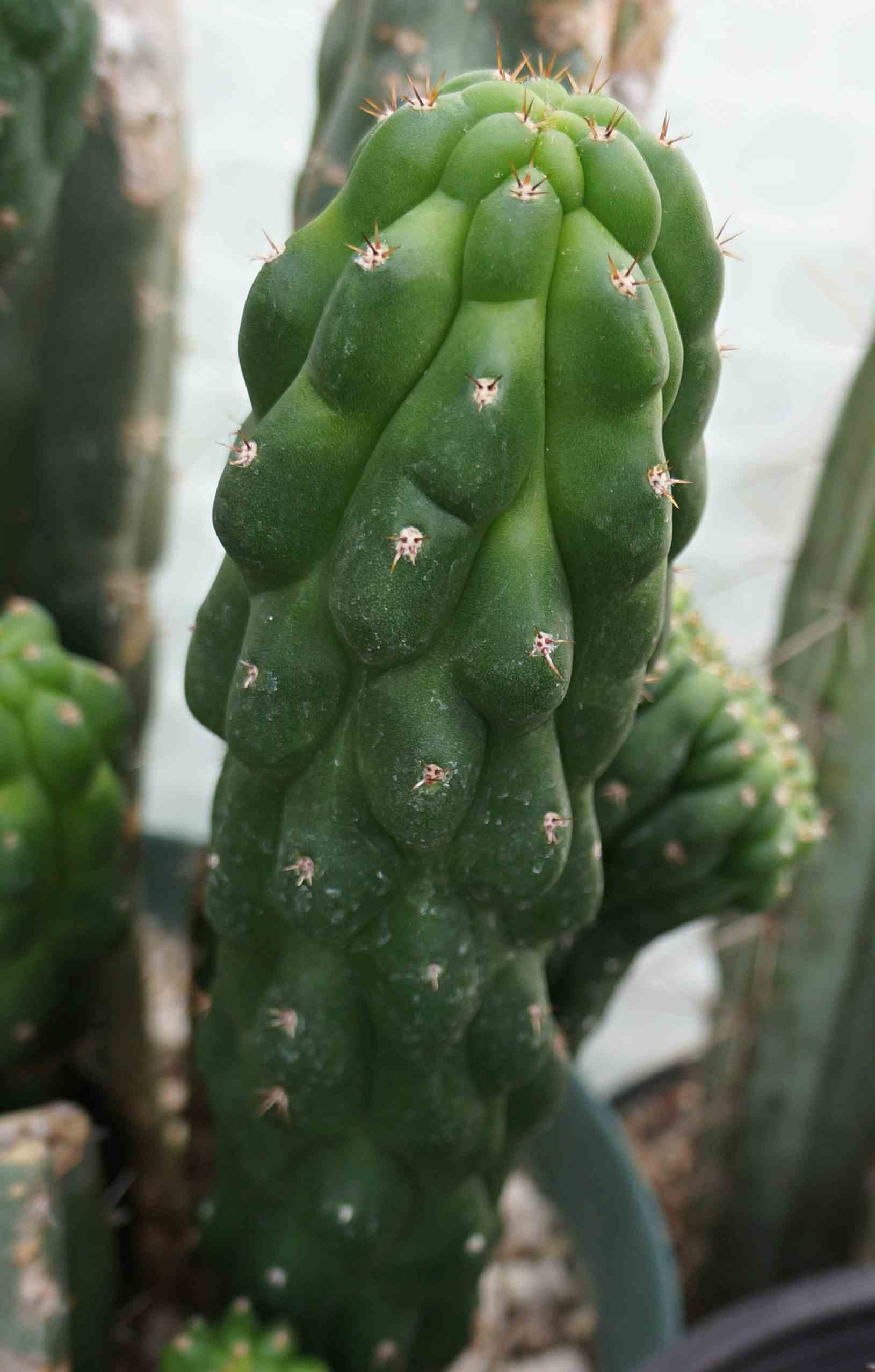 Sacred Succulents