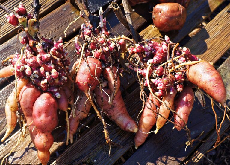 Andean Tuber Crops » Sacred Succulents