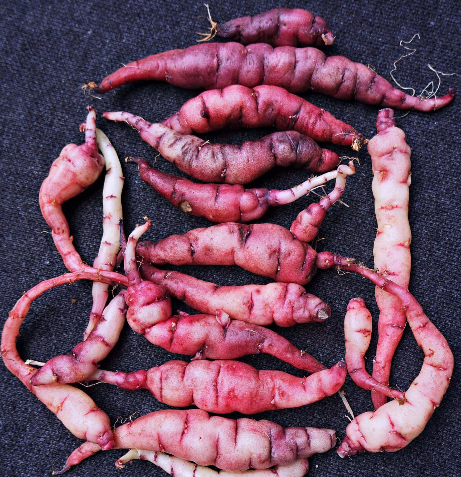 Andean Tuber Crops » Sacred Succulents